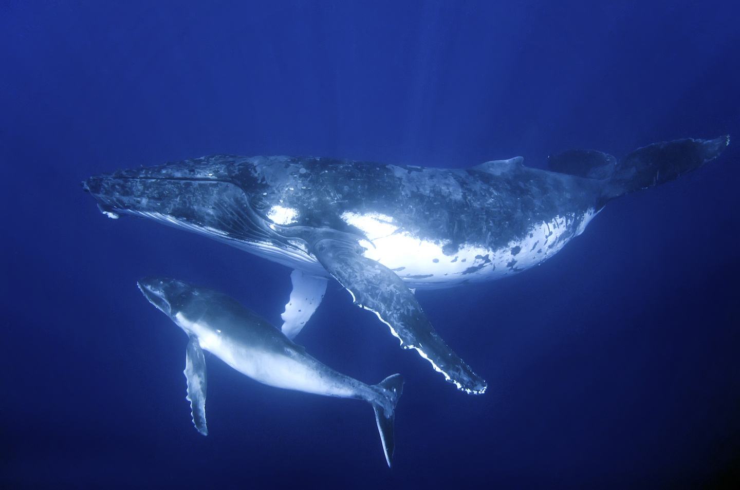 Tonga Whale Swim Retreat 2020 - Wild Awake Travel